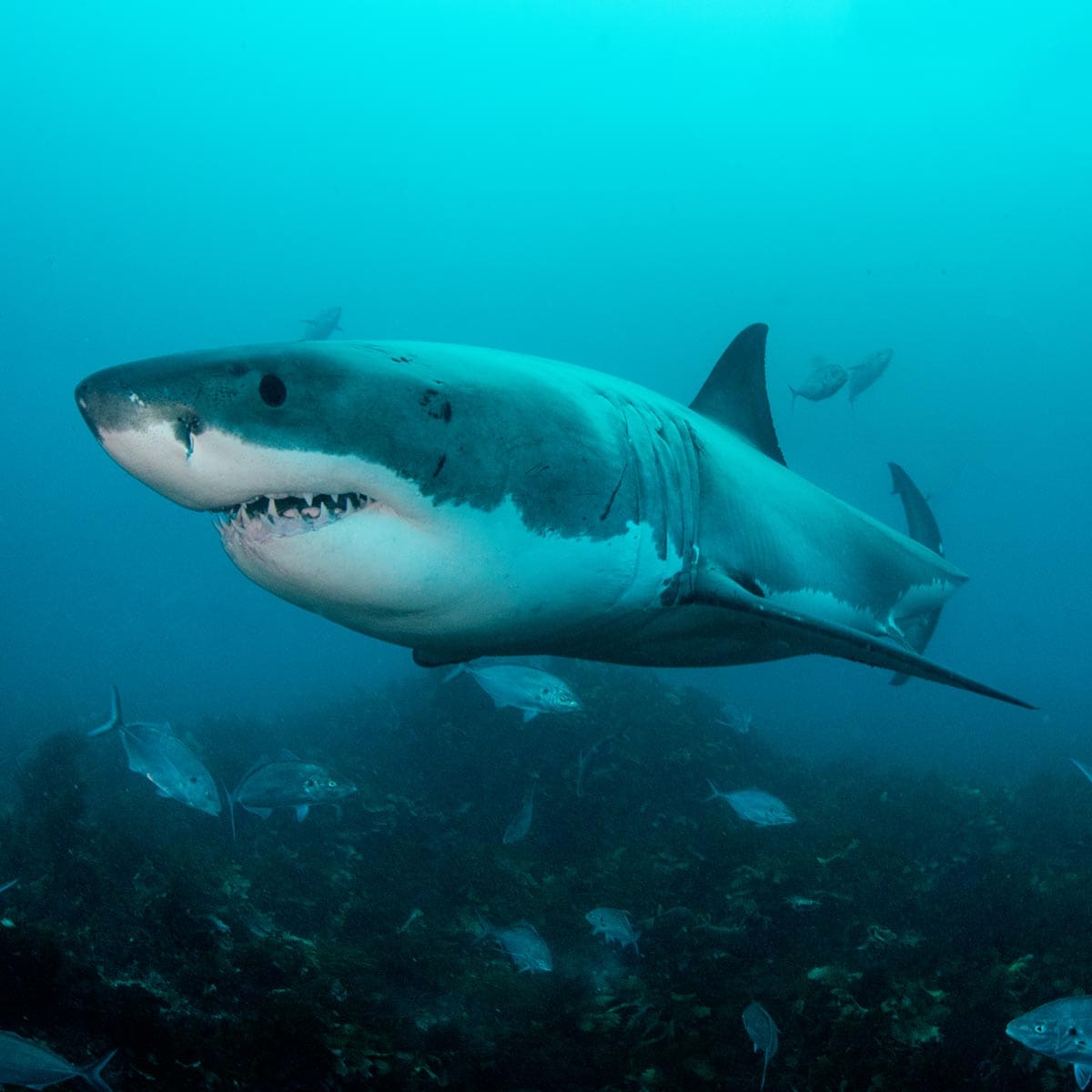 Underwater Cinematography - Liquid Productions