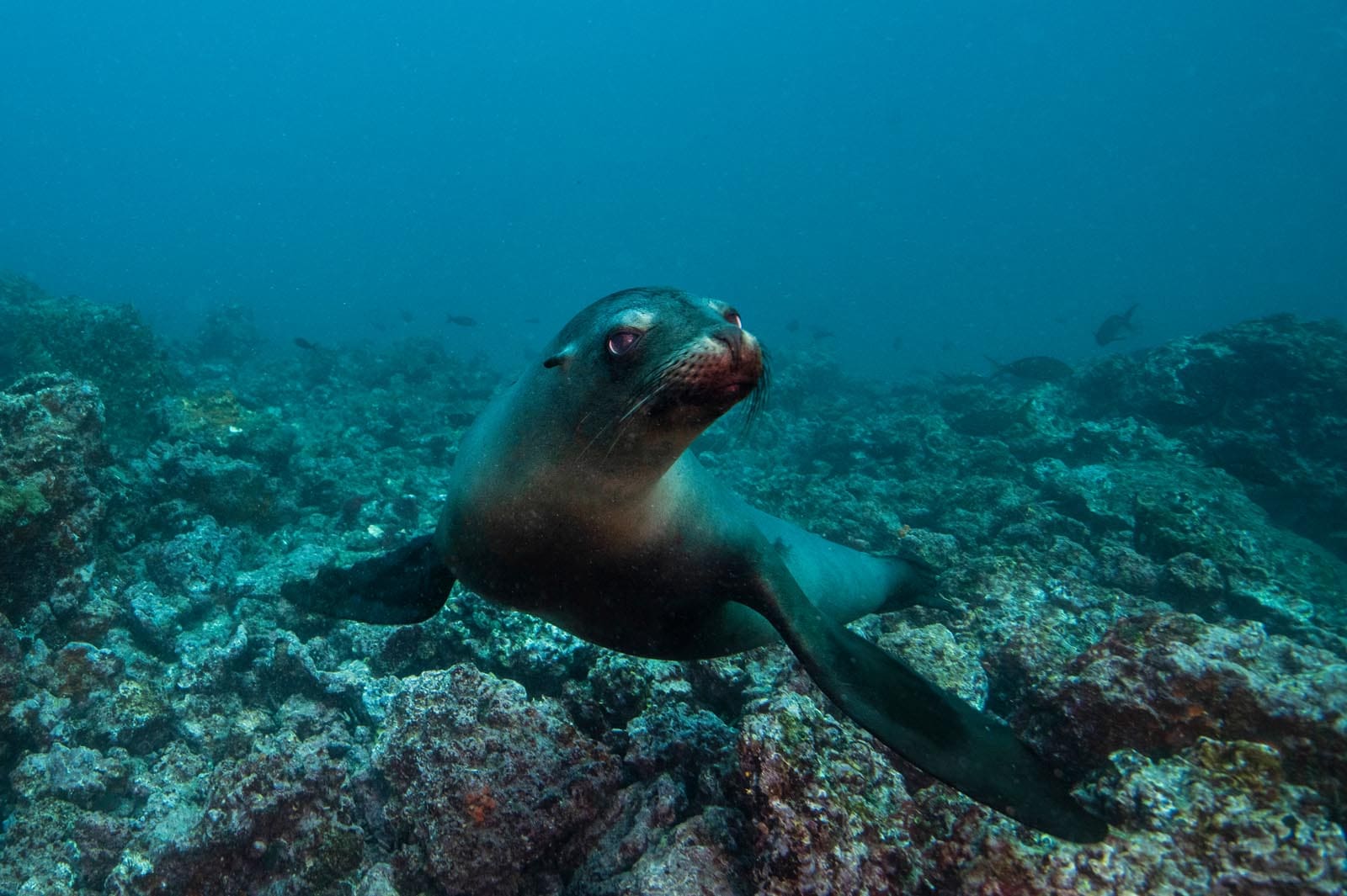 Galapagos Islands 2025 - Liquid Productions