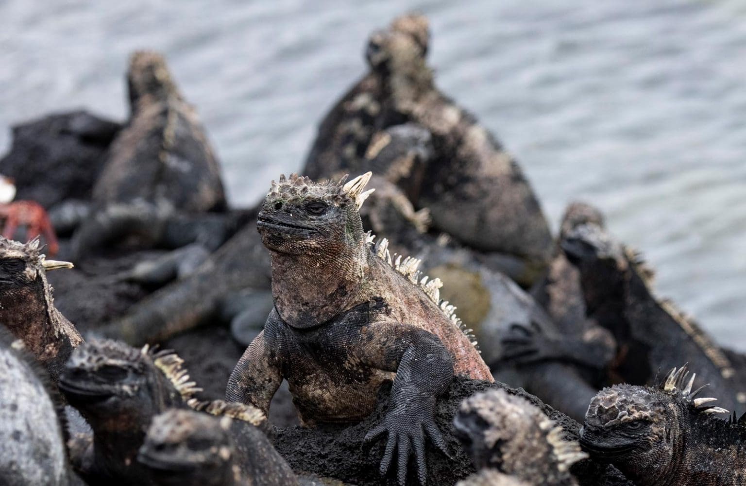 Galapagos Islands 2025 - Liquid Productions