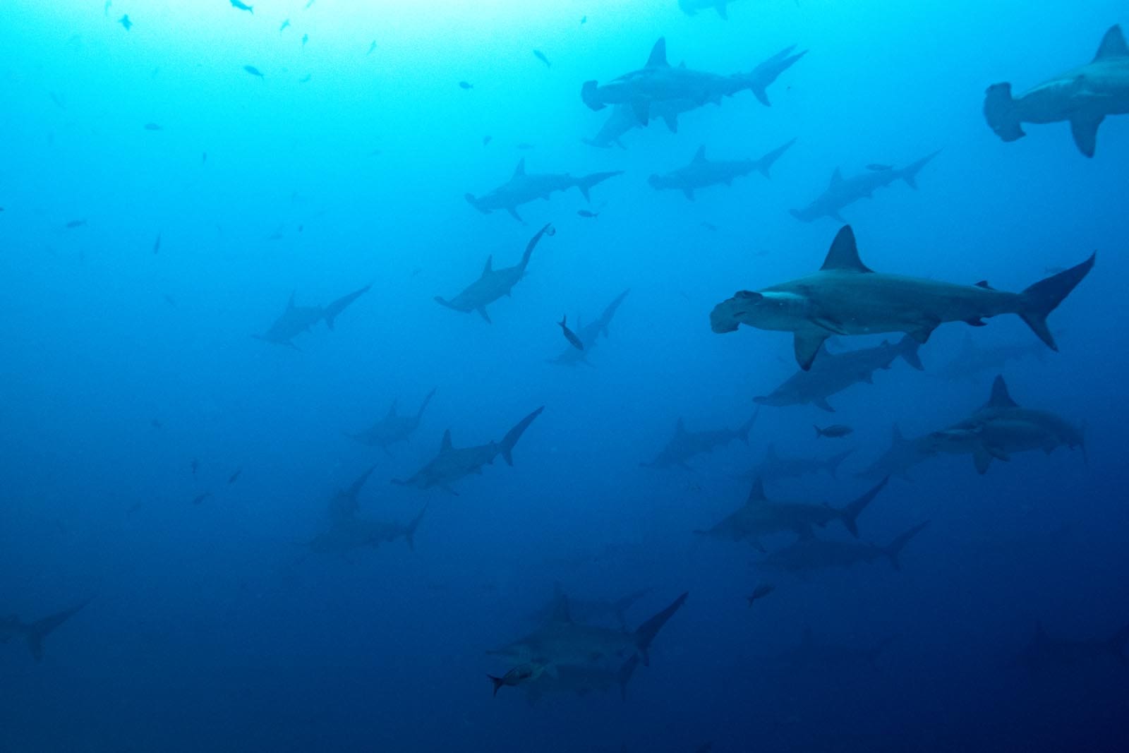 Galapagos Islands 2025 - Liquid Productions